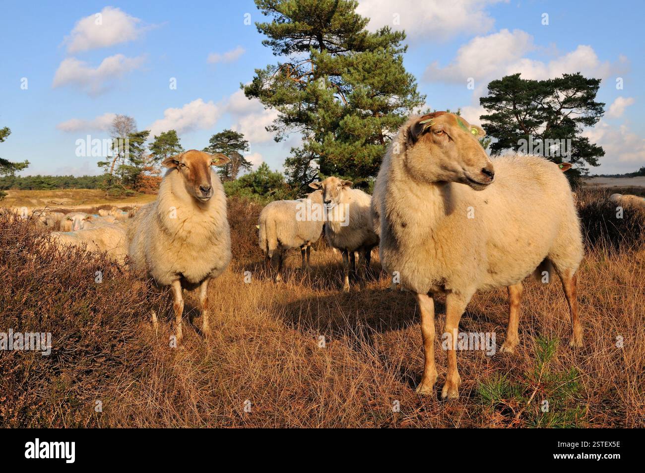 Flock with many sheep Stock Photo - Alamy