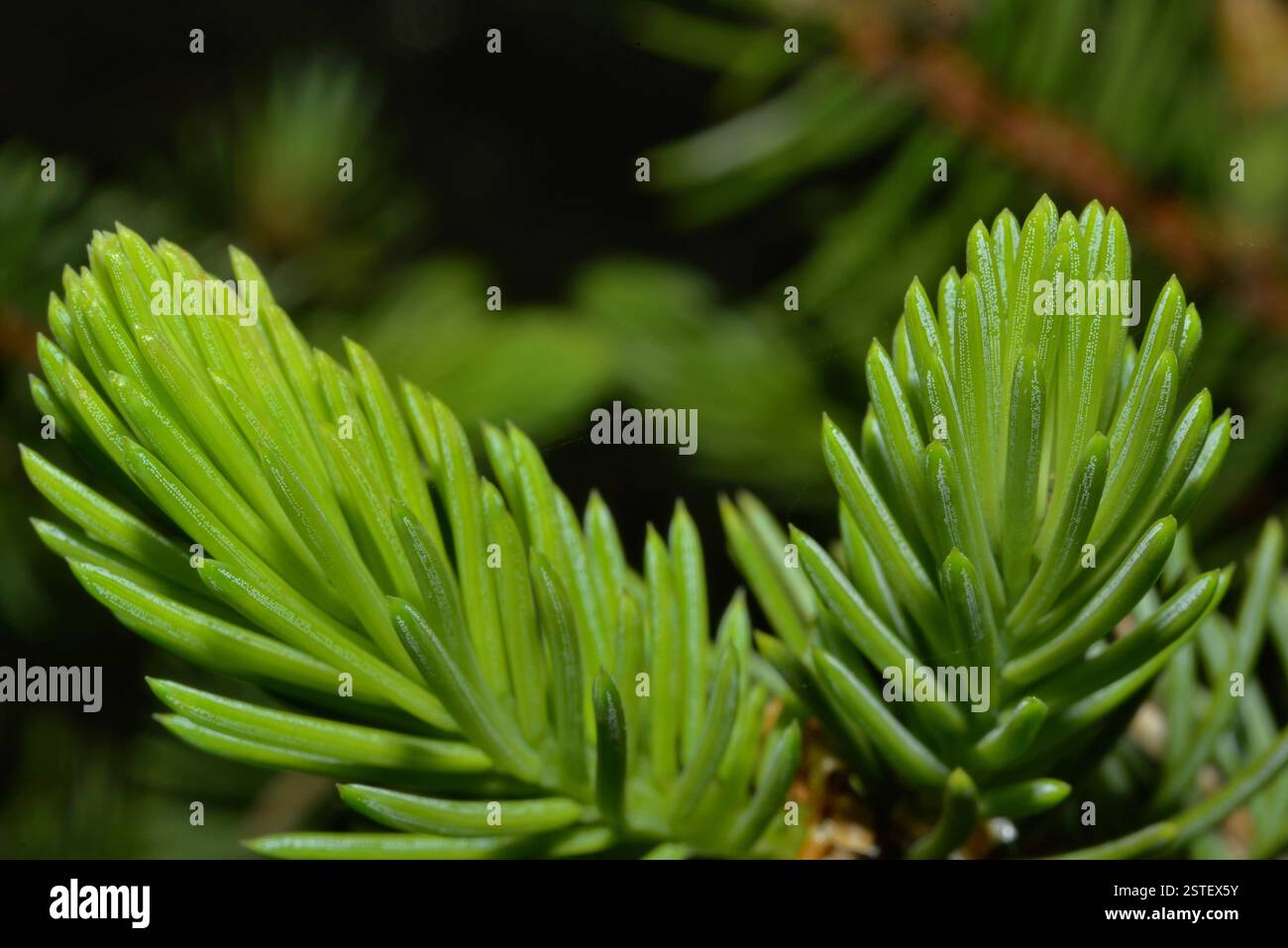 Tender pine sprouts from which some peoples, following ancestral ...