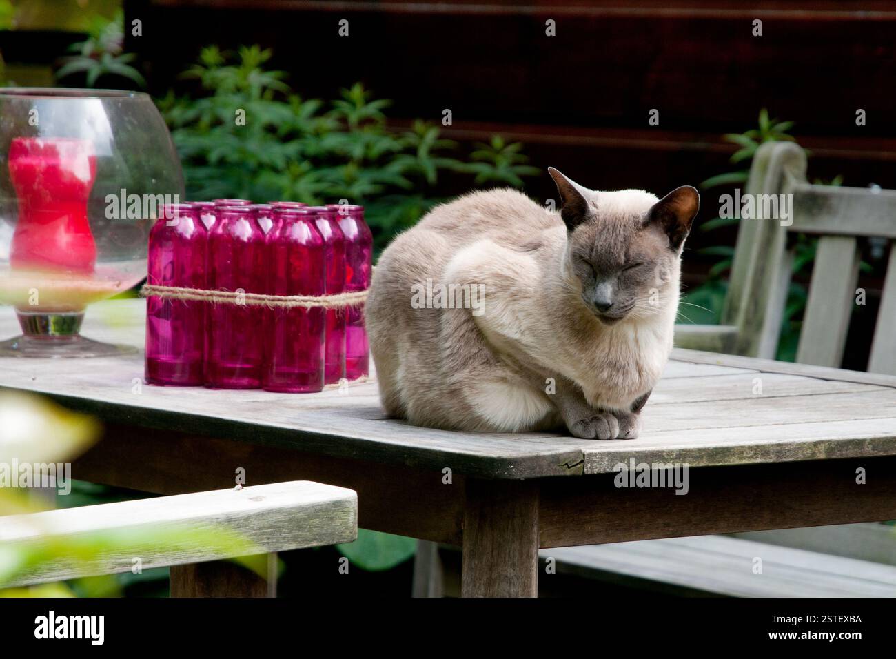 Siamese cat in the garden Stock Photo - Alamy