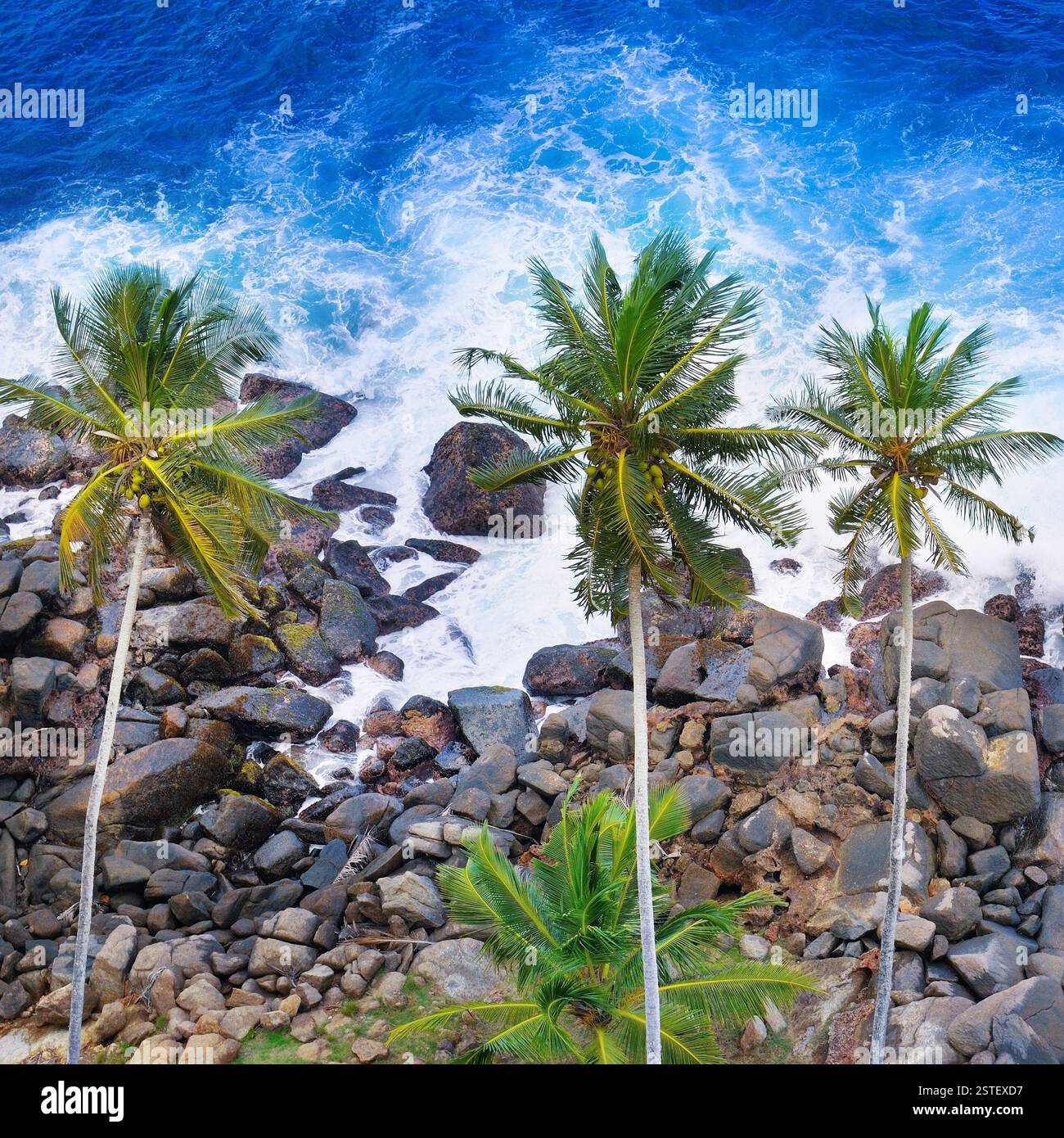 Aerial top view of palm trees and a rocky shore. Sea waves are breaking ...
