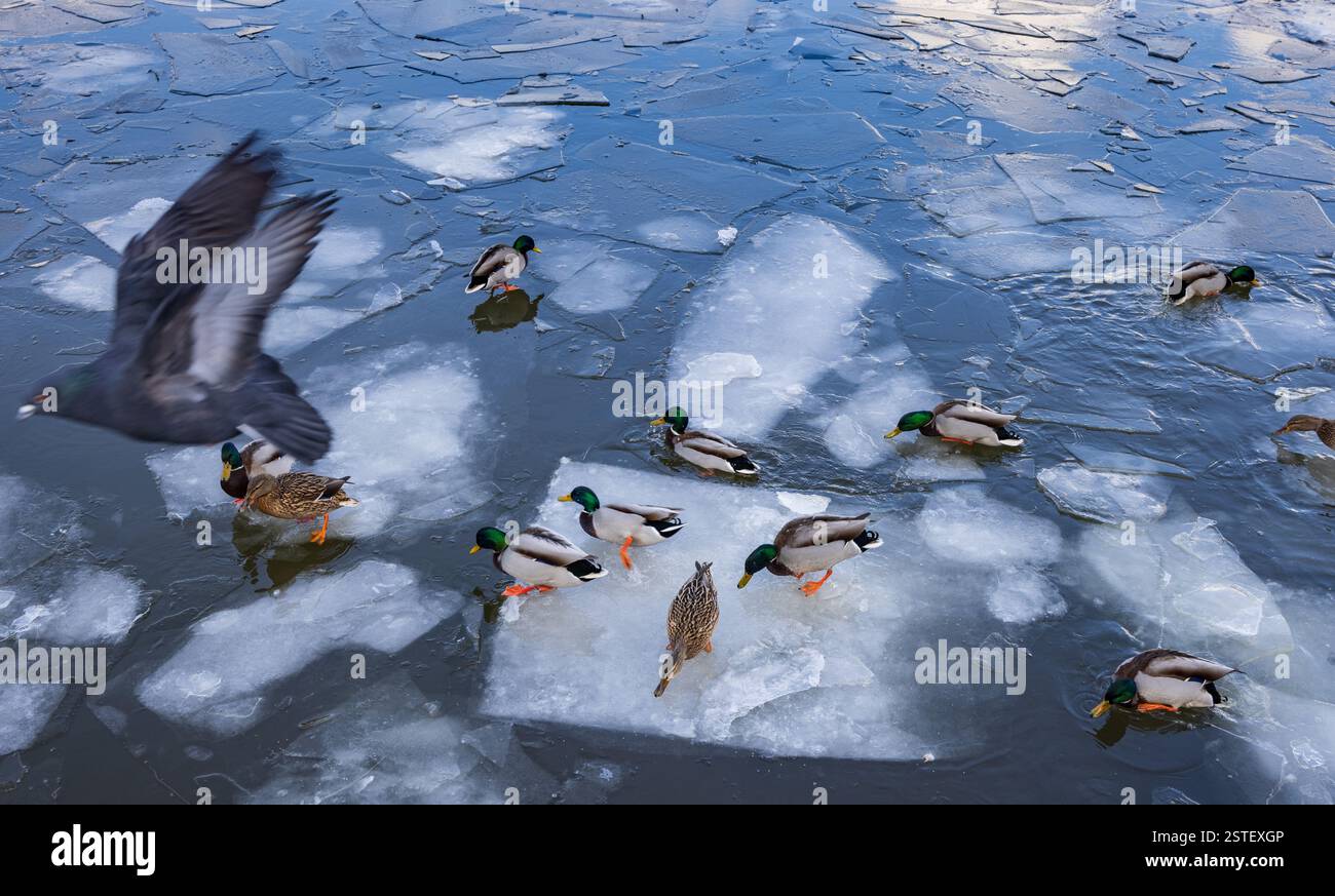 A flock of ducks are swimming in a lake with ice floating on the ...