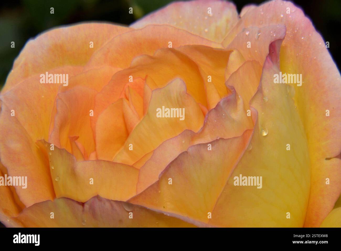 Pink-yellow rose petals with water droplets Stock Photo - Alamy