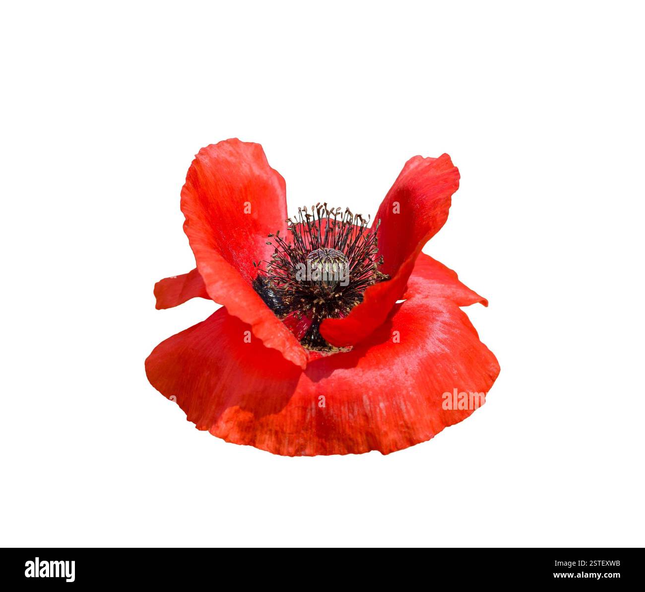 Red poppy isolated cutout on white Stock Photo - Alamy