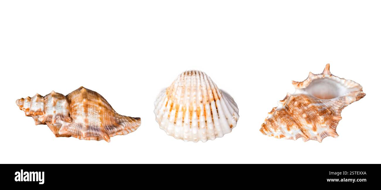 Three seashells isolated cutout on white Stock Photo - Alamy