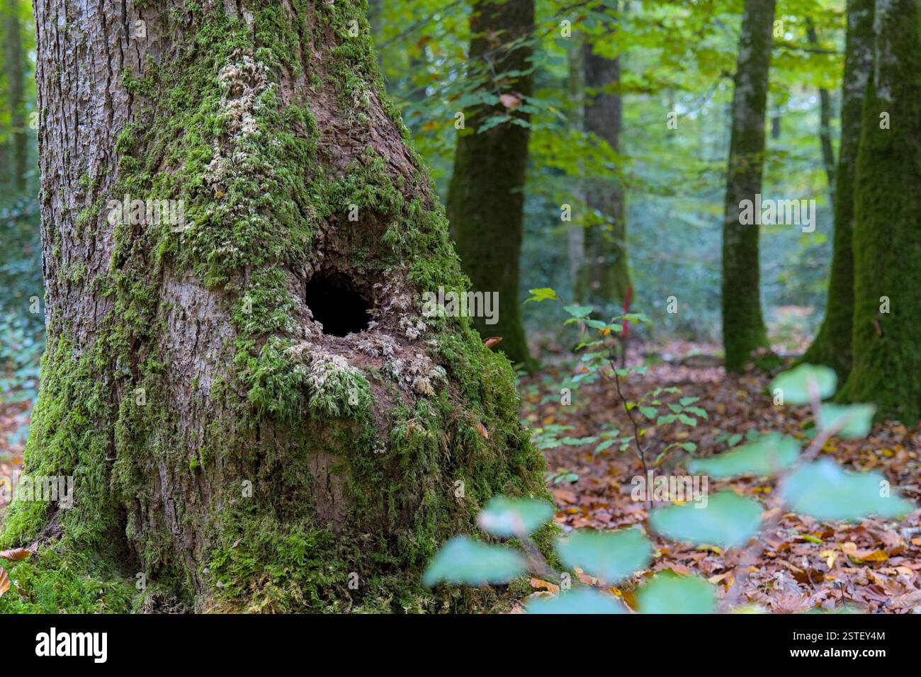 Stump with a hole hi-res stock photography and images - Alamy
