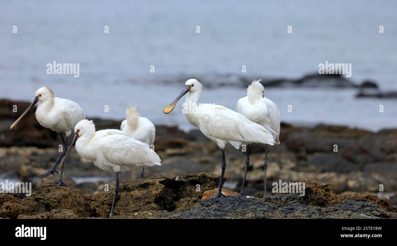 Flock of resting mature adult spoonbill, platalea leucorodia, feeding ...