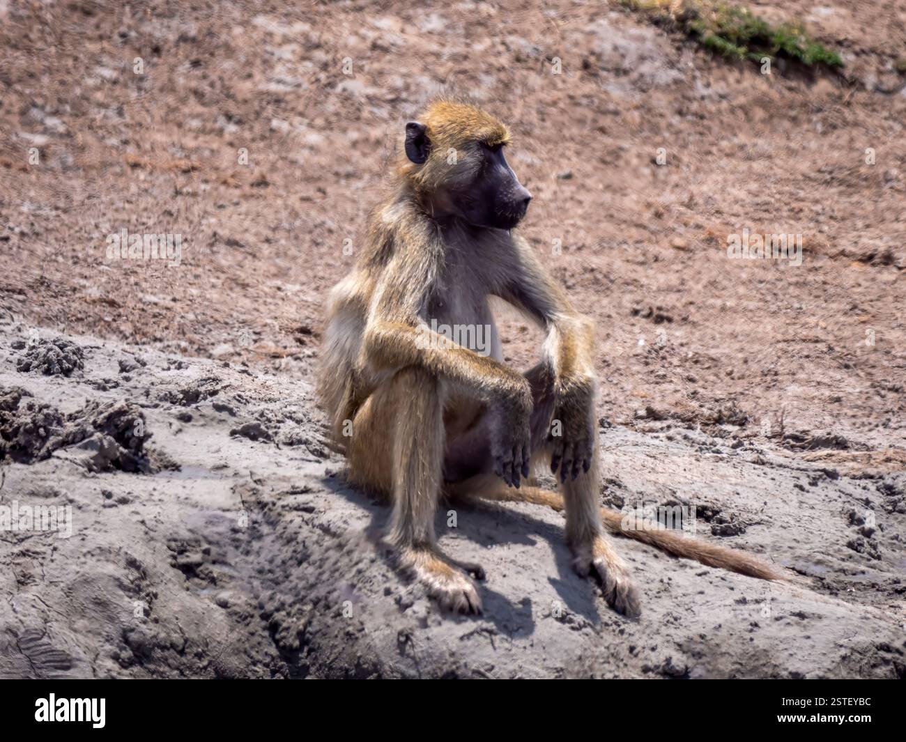 A deeply relaxed bear baboon (Papio ursinus) sitting at a waterhole in ...