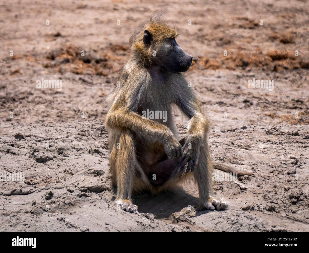 A deeply relaxed bear baboon (Papio ursinus) sitting at a waterhole in ...