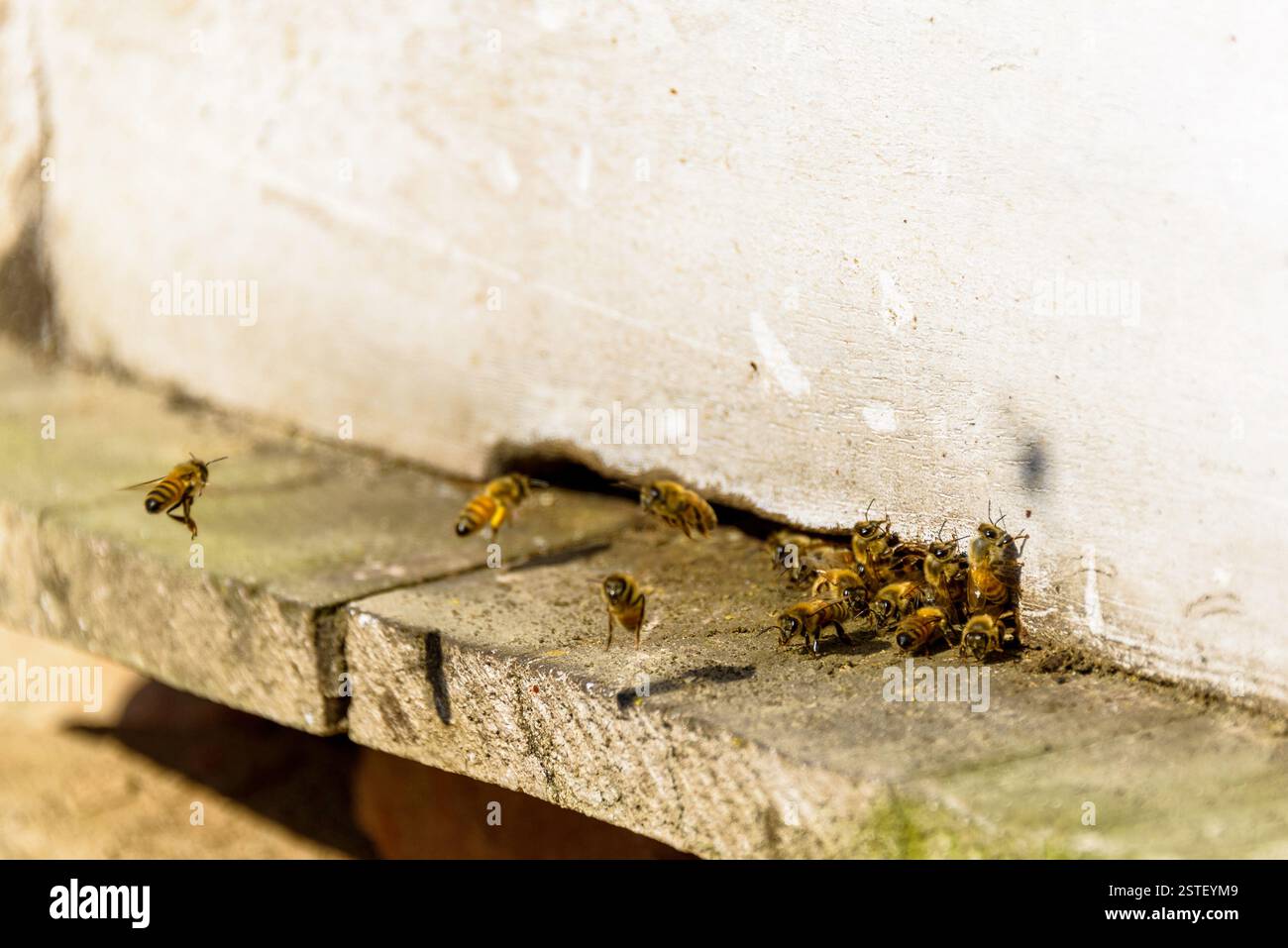 Honey bees fly in out hi-res stock photography and images - Alamy