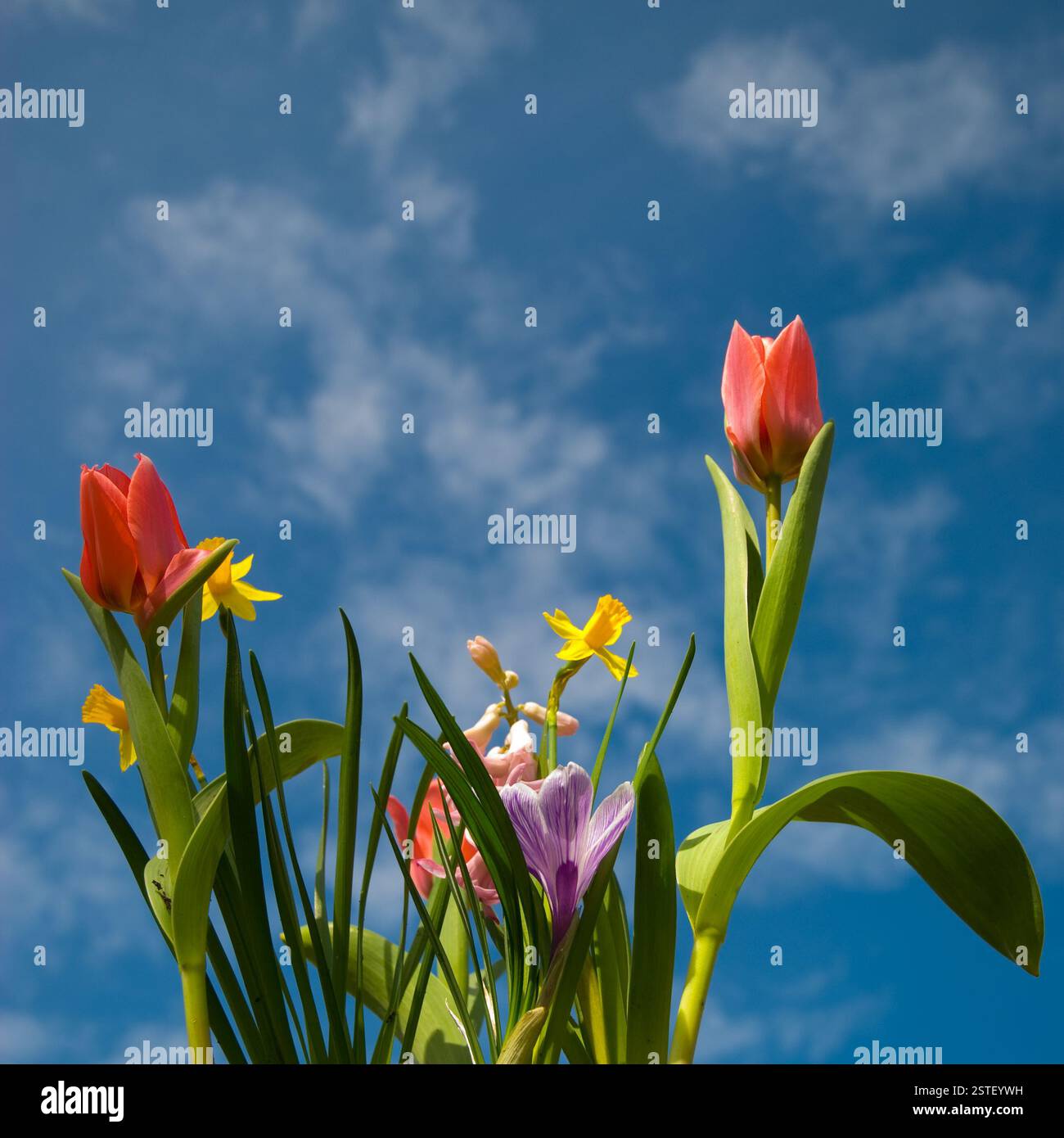 Spring in the air Stock Photo - Alamy