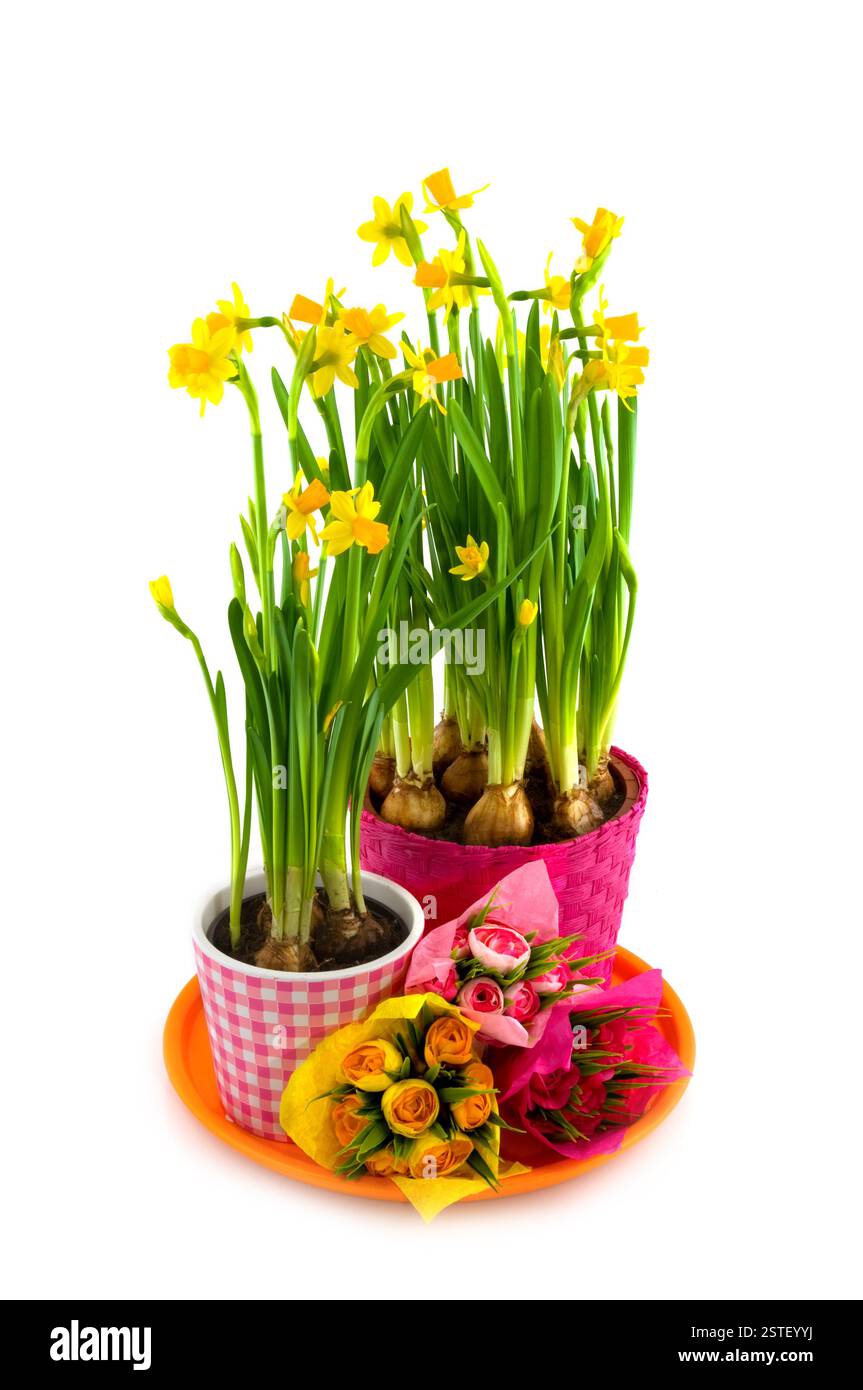 spring decoration with daffodills and wrapped flowers Stock Photo - Alamy