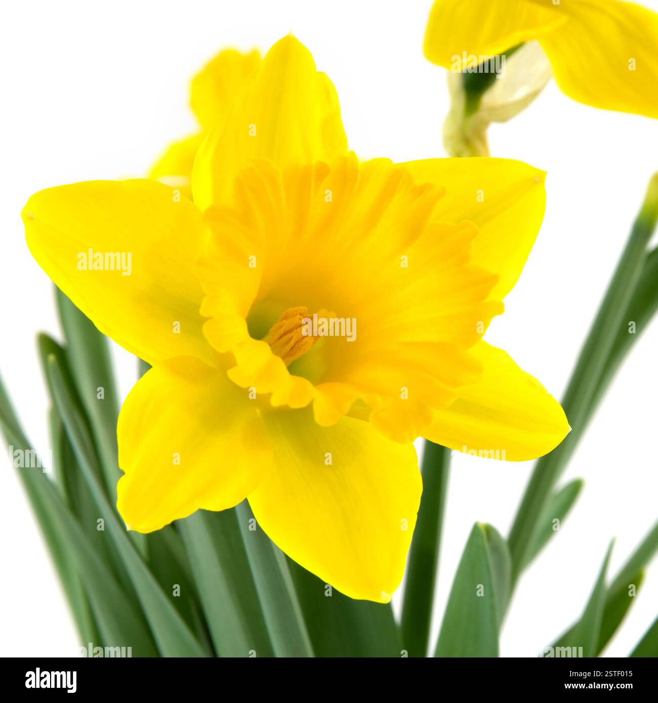 Botanical daffodils hi-res stock photography and images - Alamy