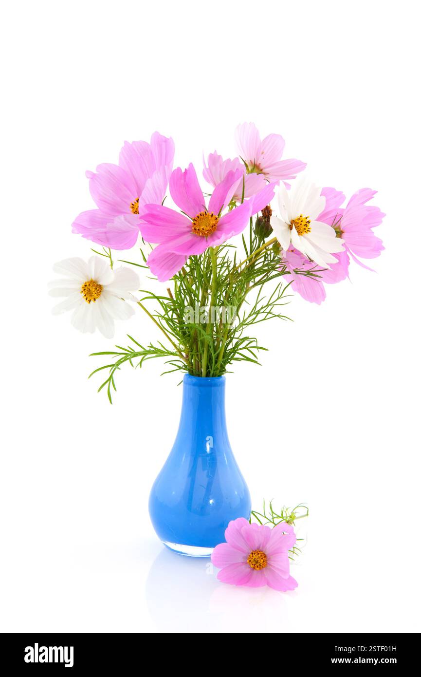 Pink and white cosmos in lavender blue vase Stock Photo - Alamy