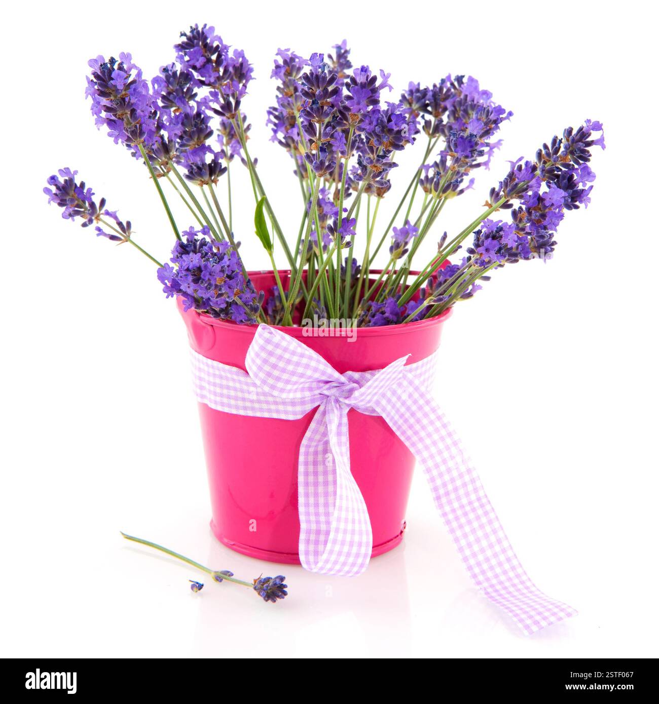 Lavender in pink bucket Stock Photo - Alamy