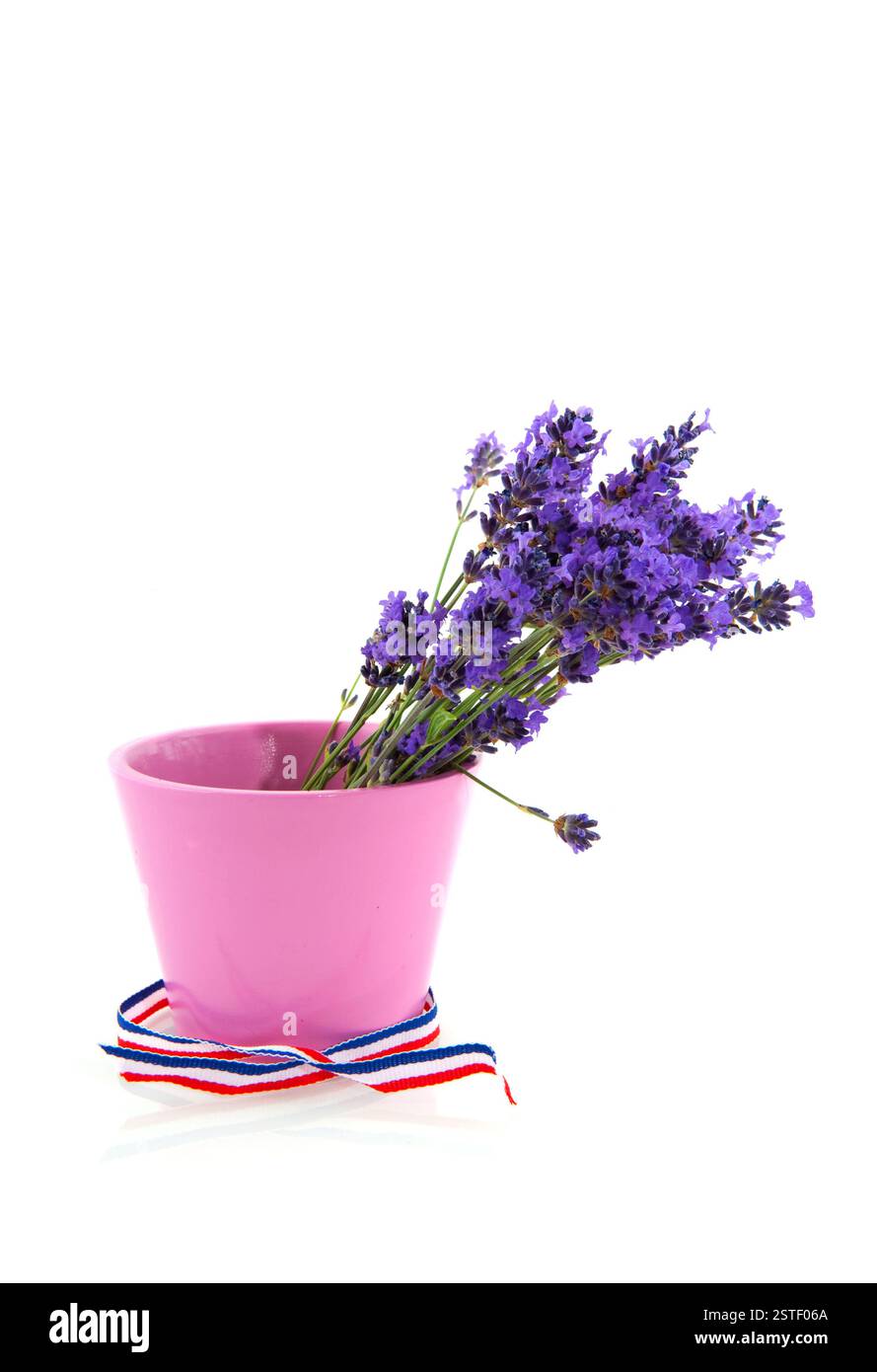 Bouquet lavender in pink flower pot with french flag hi-res stock ...