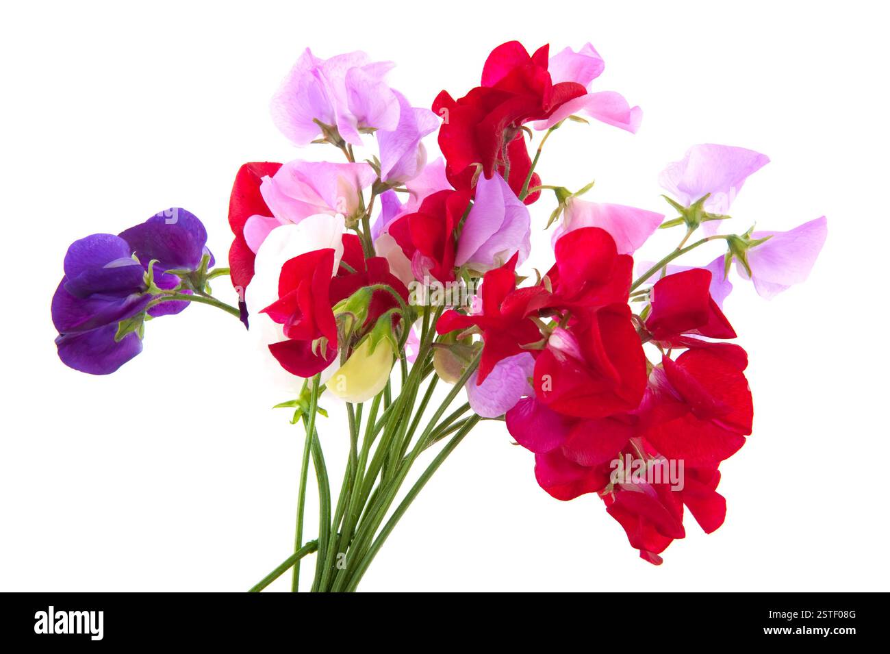 Cheerful bouquet garden flowers hi-res stock photography and images - Alamy