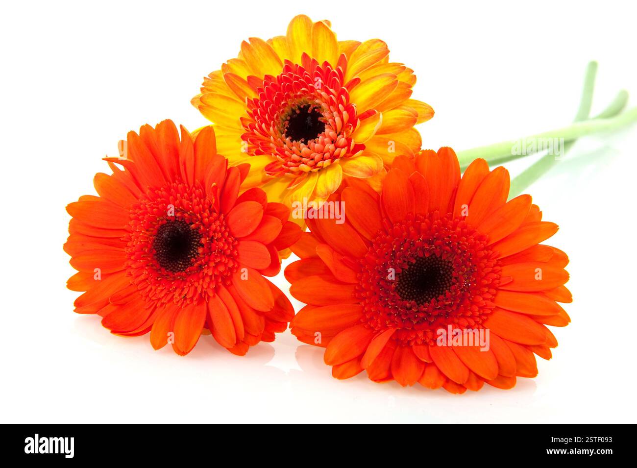 beautiful yellow and orange Gerber isolated over white Stock Photo - Alamy