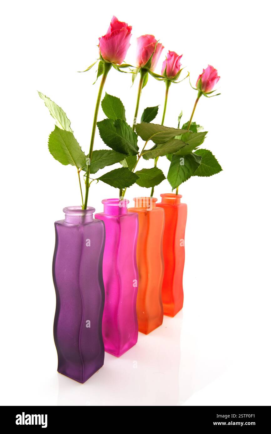 Roses isolated row hi-res stock photography and images - Alamy