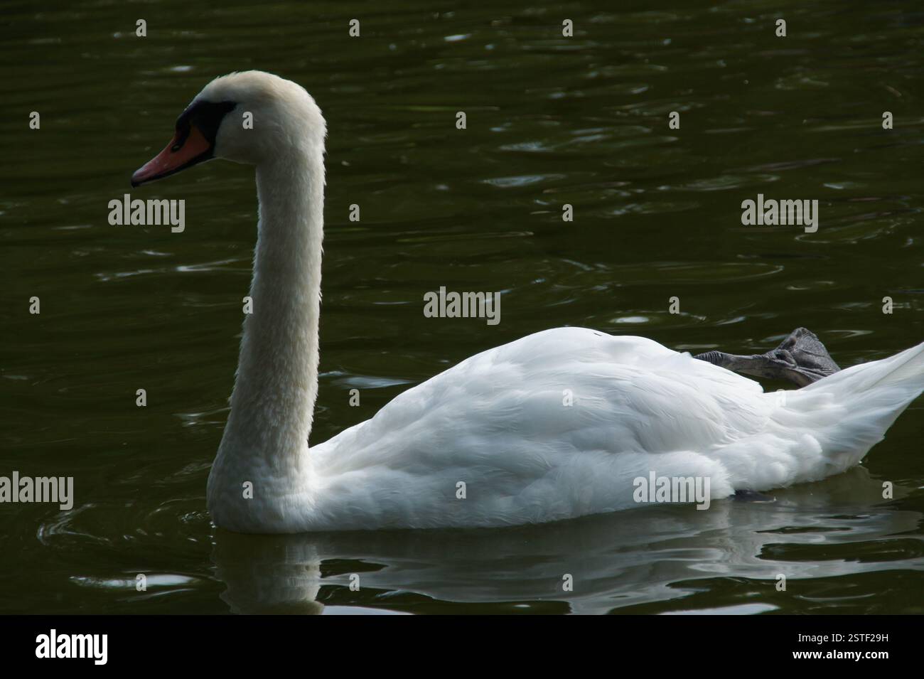 Swan gracefully gliding on dark water, Boston, its white plumage ...