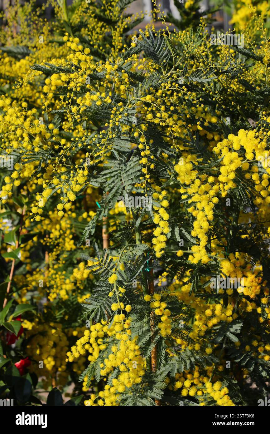 backdrop of many yellow mimosa flowers symbol of International Women s ...