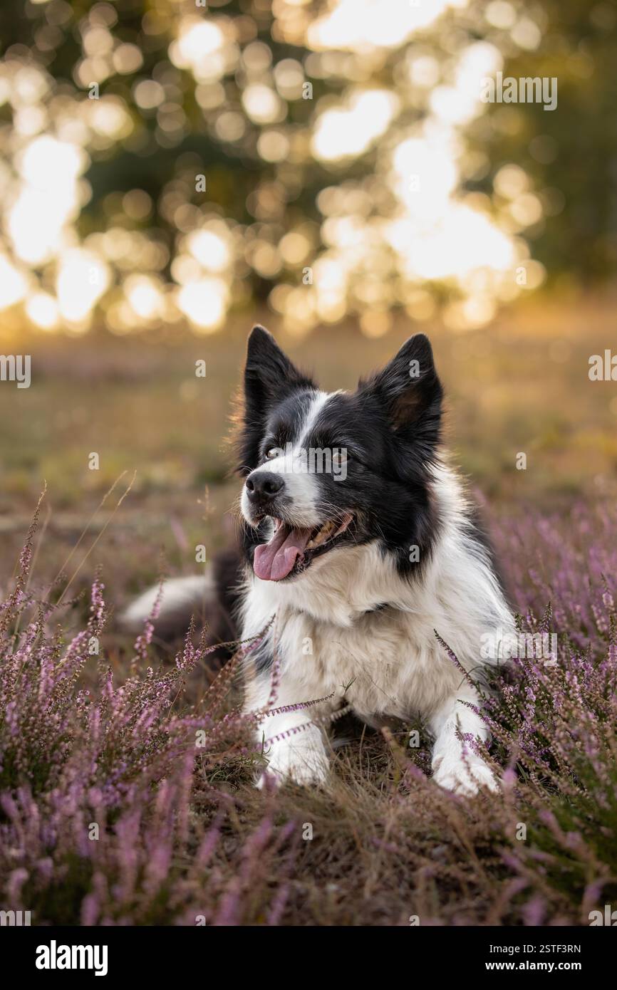 Vertical Portrait of Happy Border Collie Lying Down in Pink Heather ...