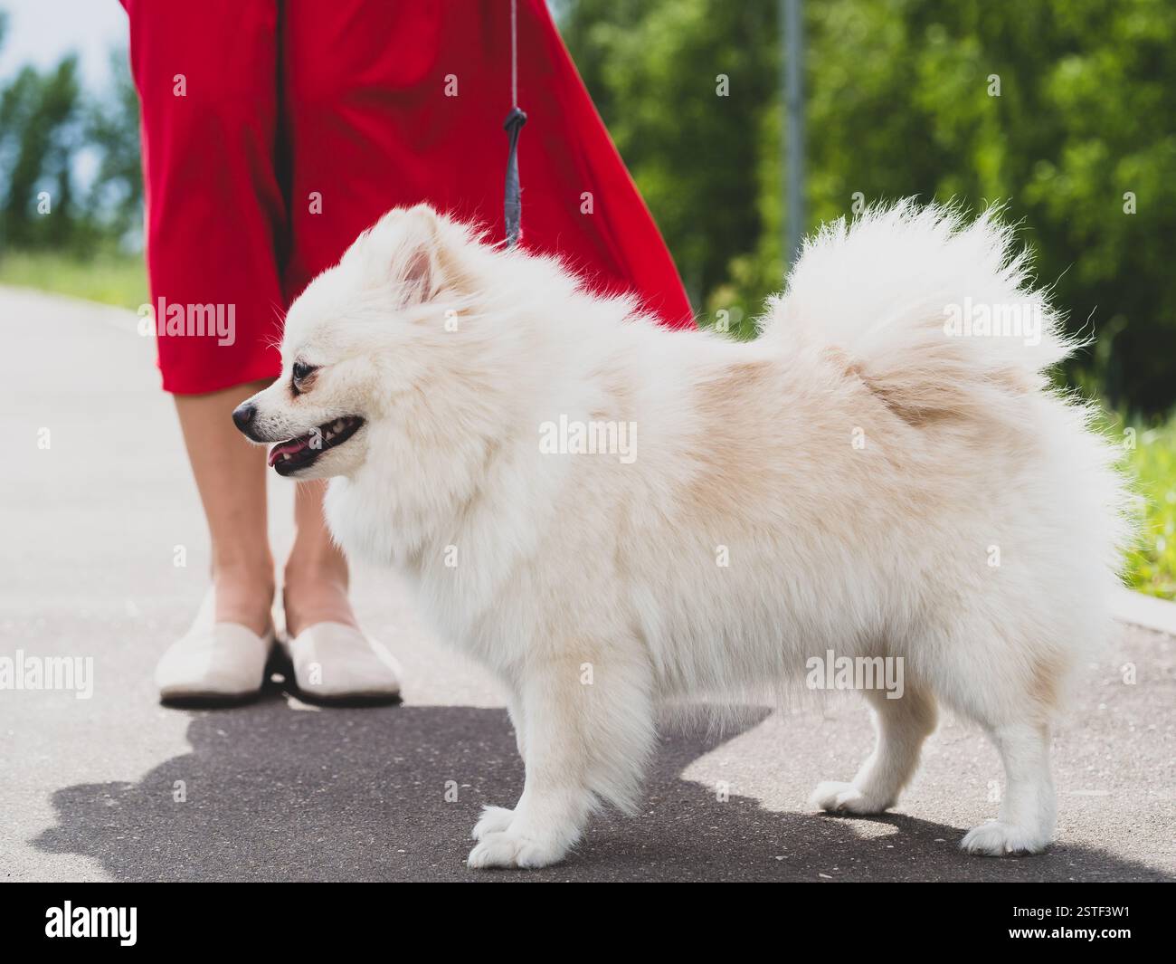 Full-length porter of a Pomeranian. The dog stands at the feet of the ...
