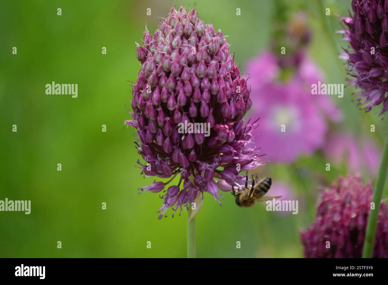 Allium sphaerocephalon honey bee allium flowers hi-res stock ...