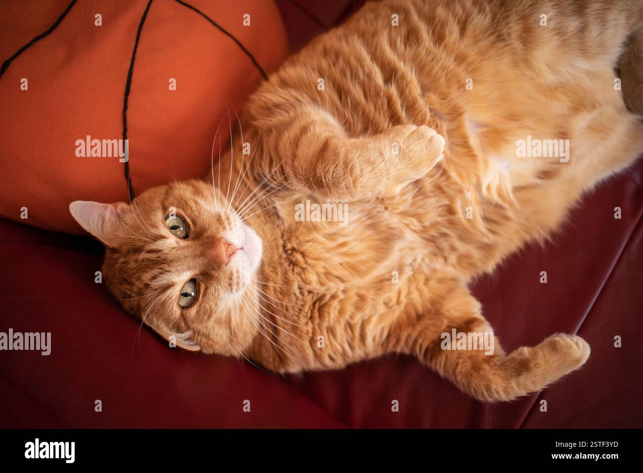 Lazy Ginger Tabby Cat Lies Down on Sofa Indoors. Cute Furry Orange Pet ...