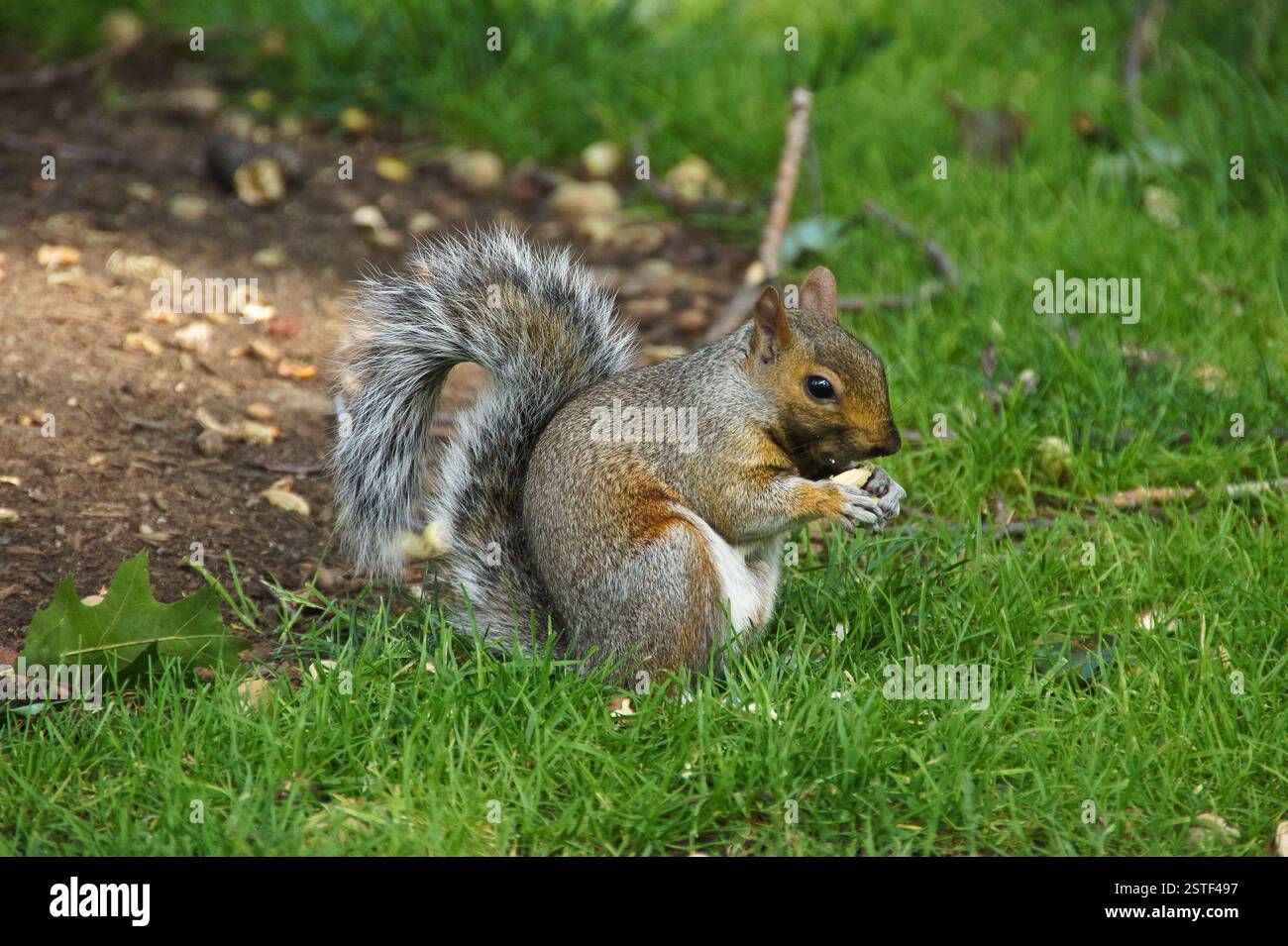 Natureboston hi-res stock photography and images - Alamy