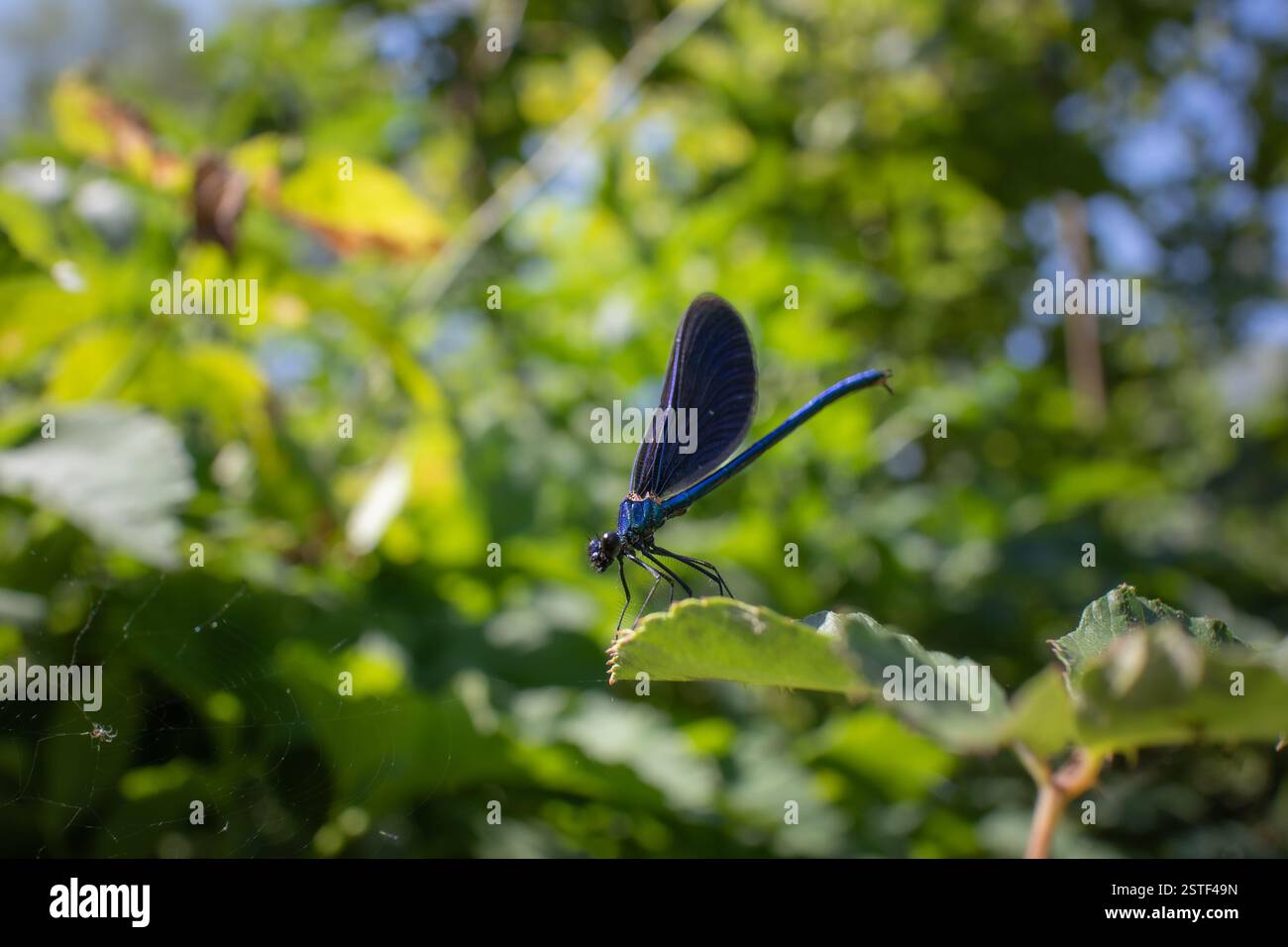 Shallow Depth of Field of Blue Insect on Green Leaf in Albania. The ...