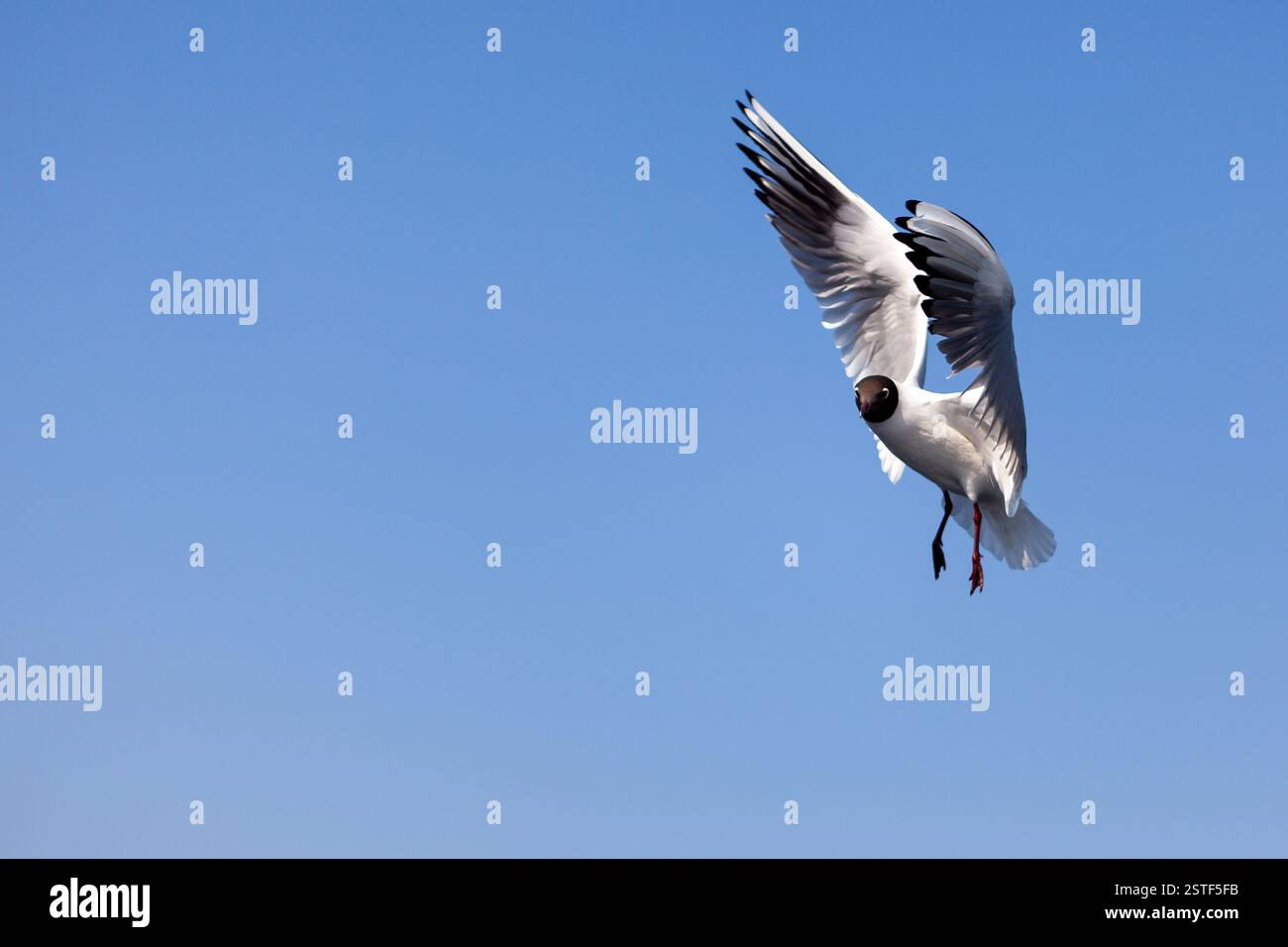 Beautiful single bird captured in flight with spread wings Stock Photo ...