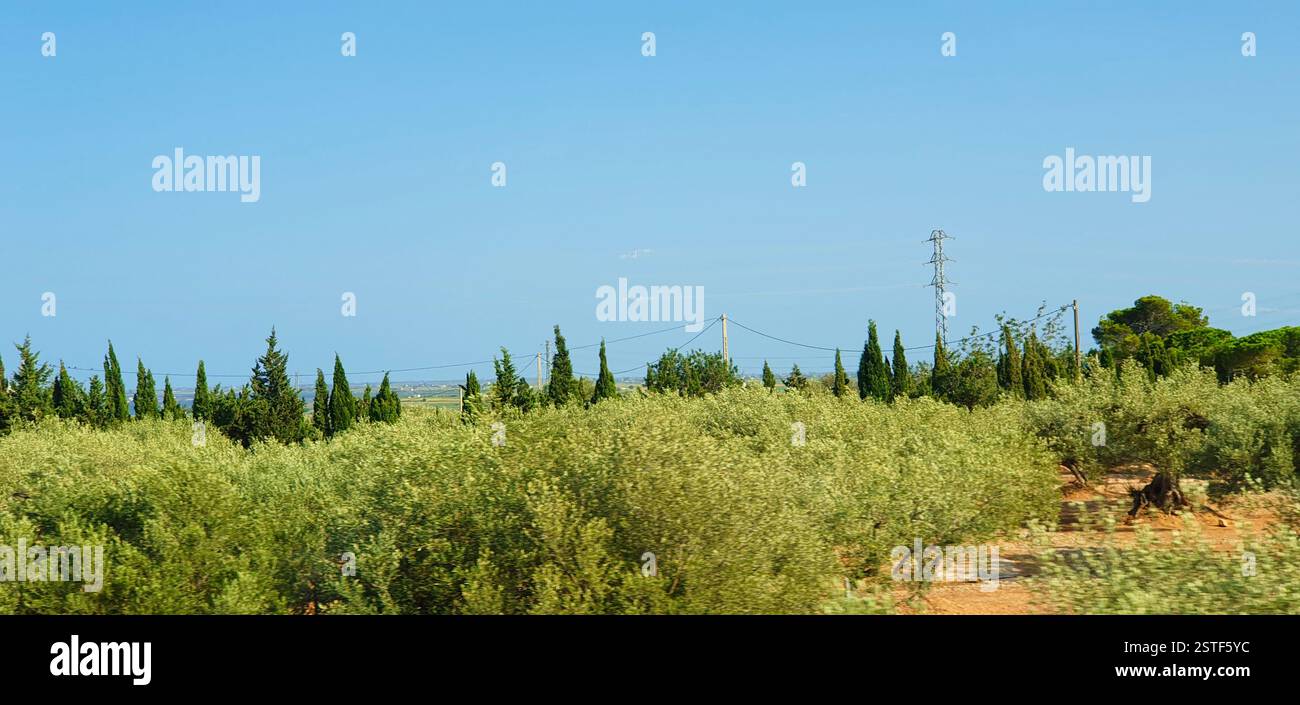 A scenic view of olive trees under a clear blue sky, with tall cypress ...