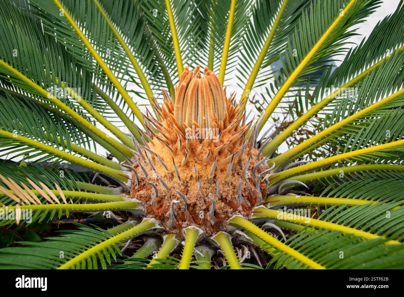 Cycas revoluta, also known as the palm tree, is a species of flowering ...