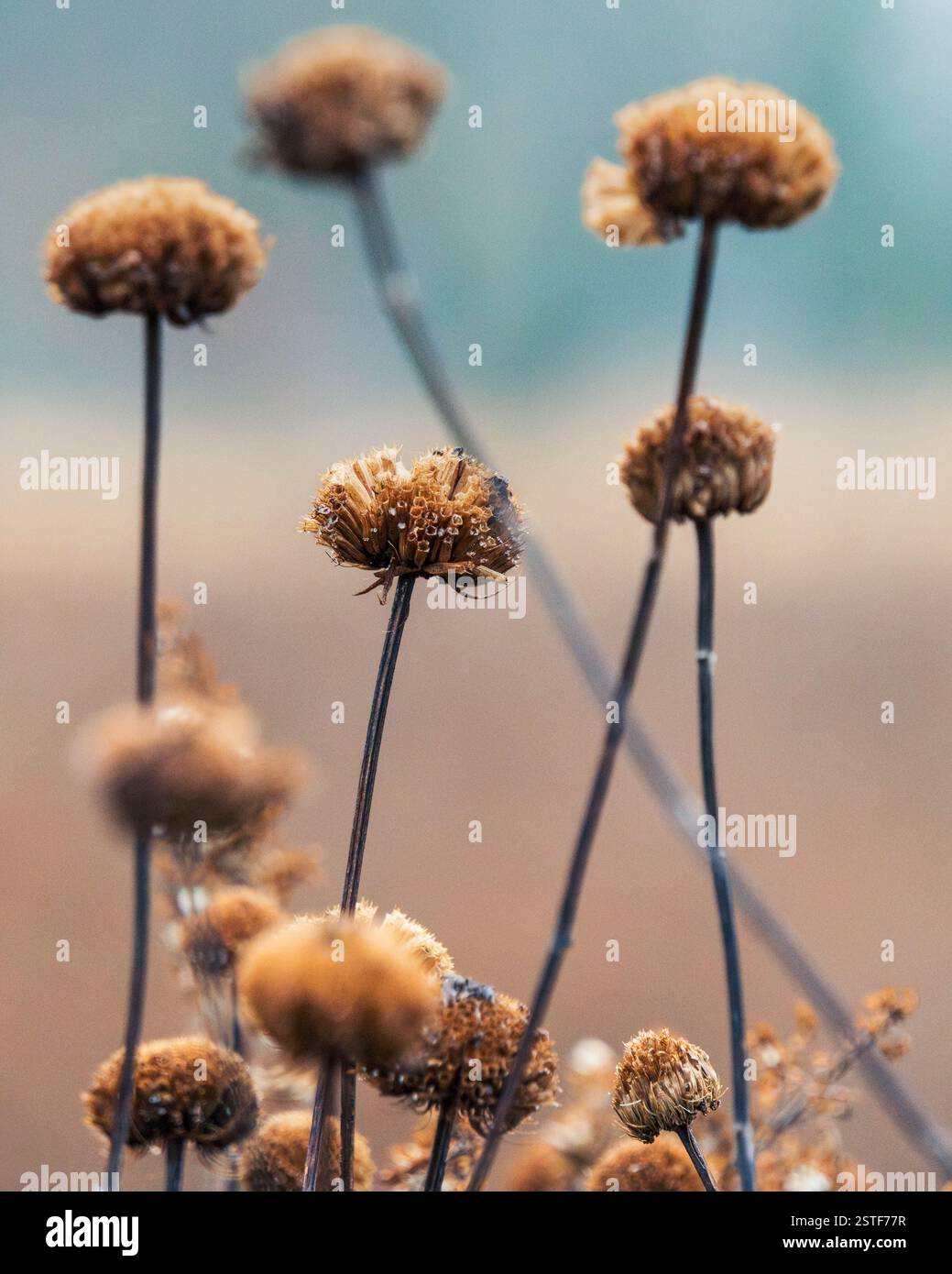 Jerusalem sage seed pods in the fall Stock Photo - Alamy