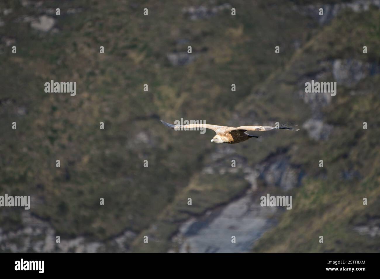 Animal descomponedor hi-res stock photography and images - Alamy