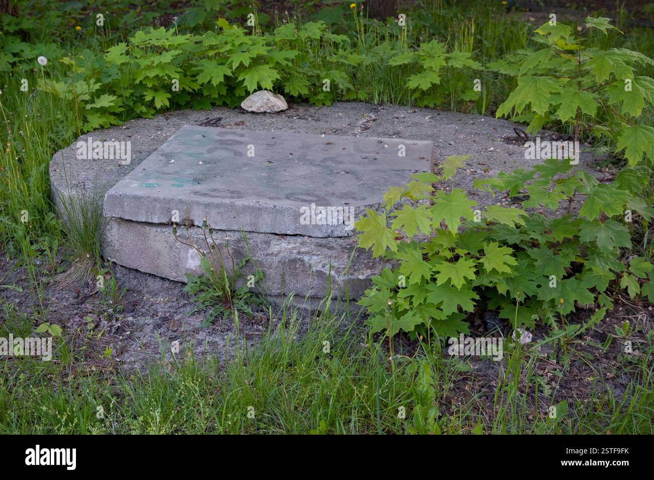 a concrete slab amidst green grass and young maple leaves Stock Photo ...