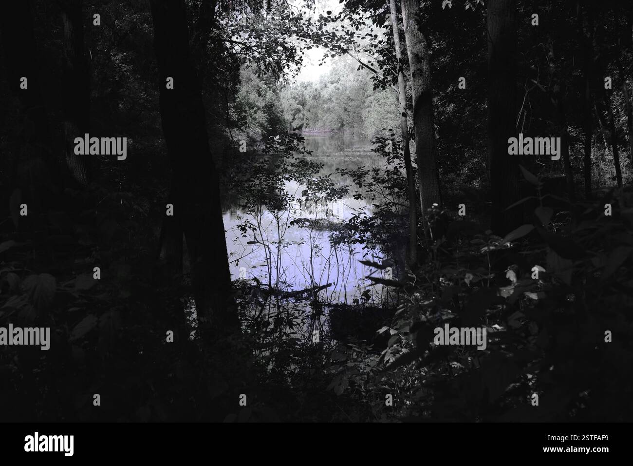 Dark creepy woodland, horror surreal forest, fantastic nature, magical ...