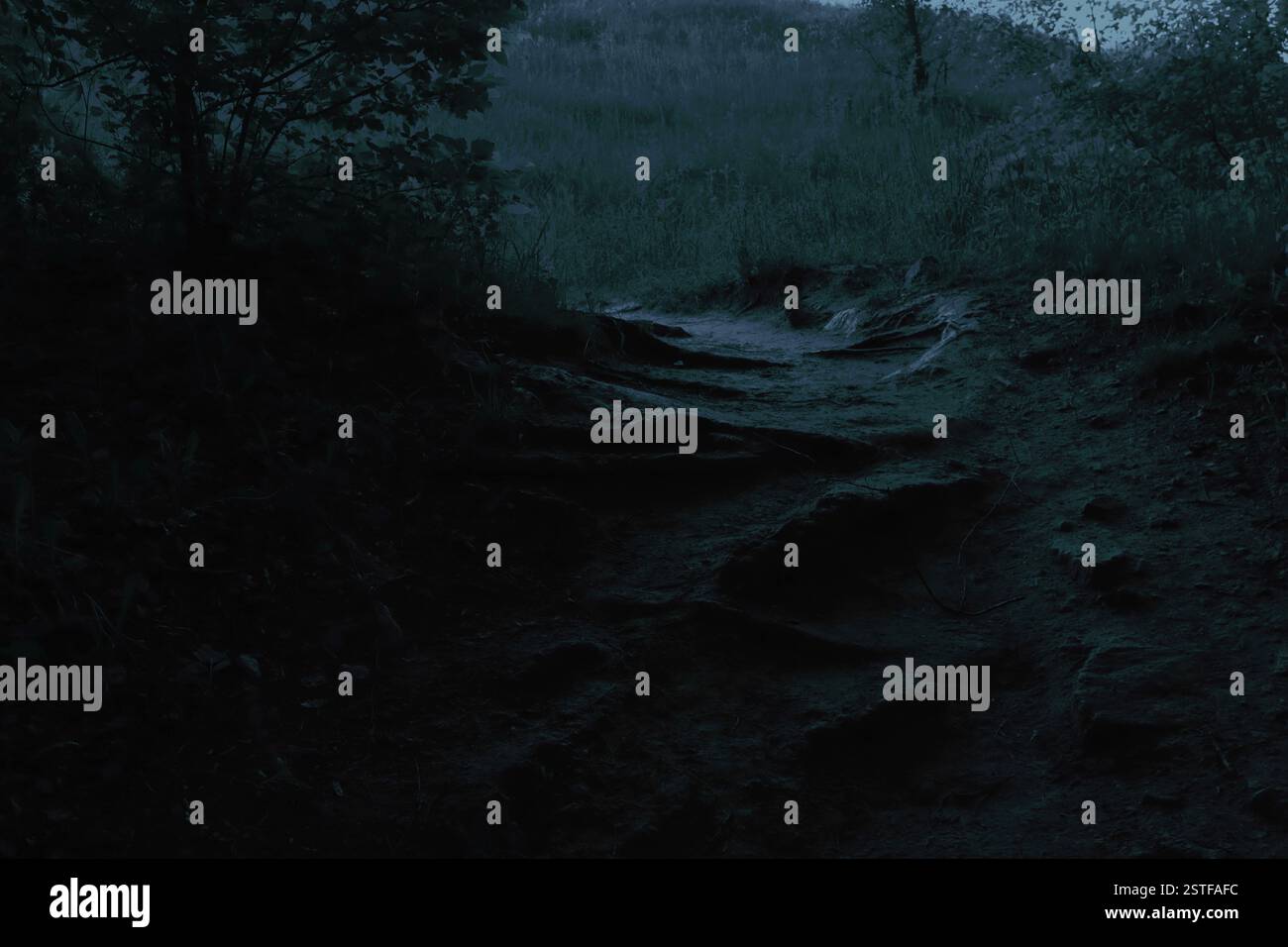 Dark creepy woodland, horror surreal forest, fantastic nature, magical ...