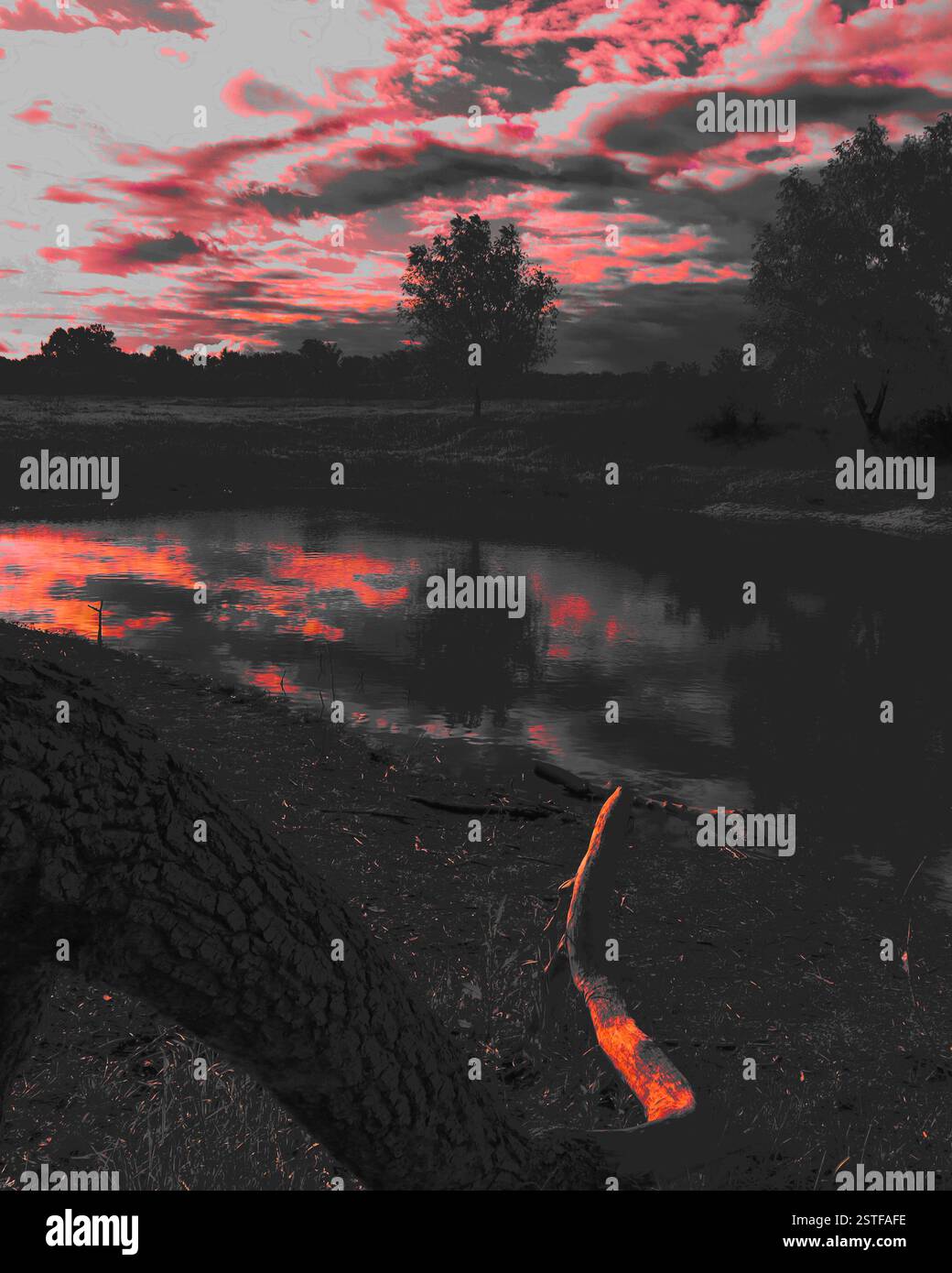 Dark creepy woodland, horror surreal forest, fantastic nature, magical ...