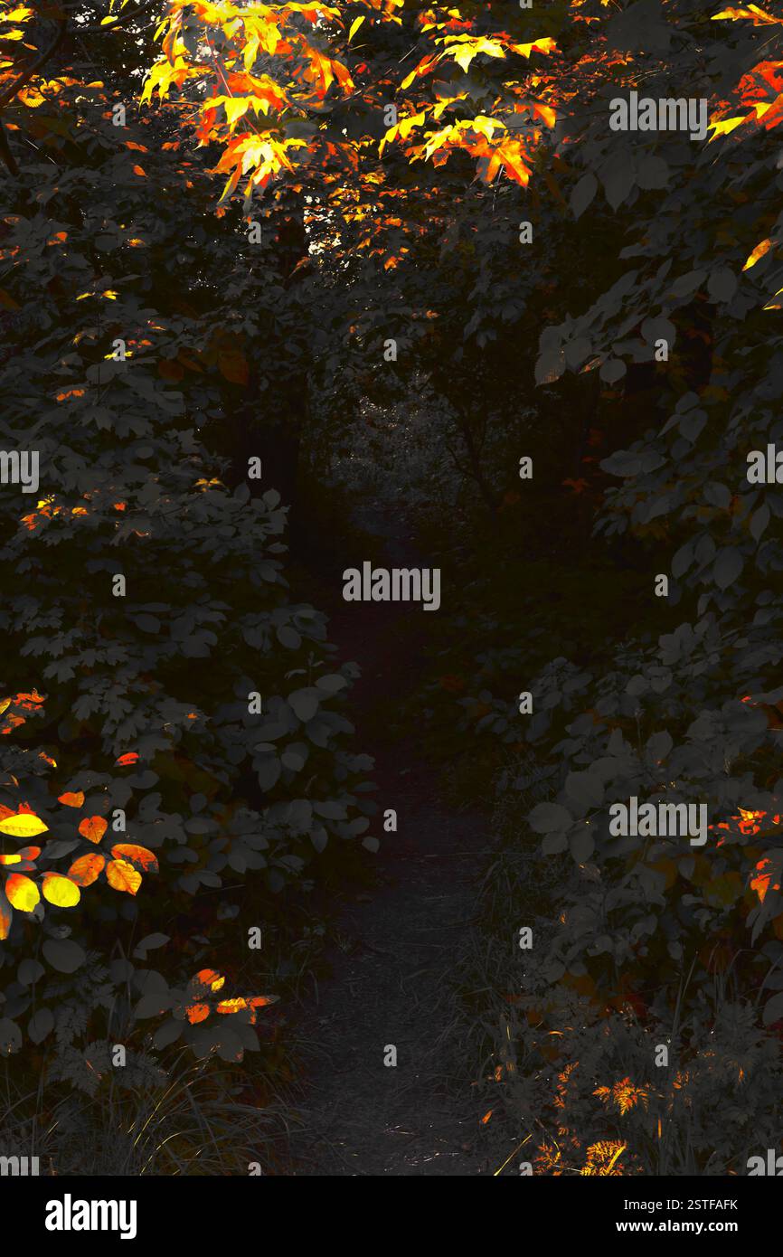 Dark creepy woodland, horror surreal forest, fantastic nature, magical ...