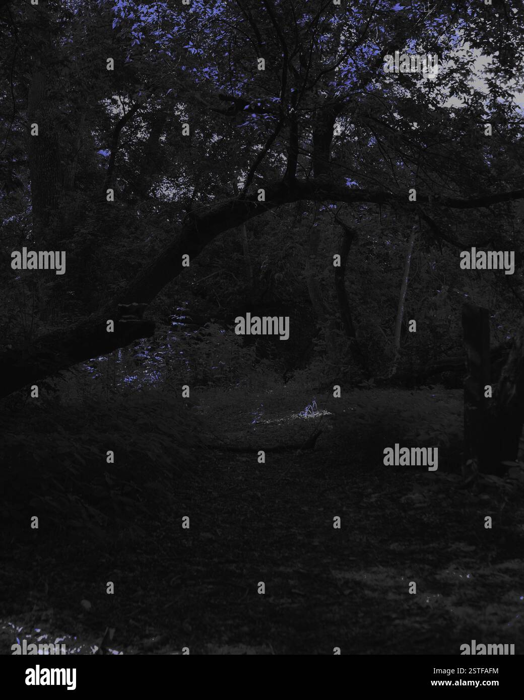 Dark creepy woodland, horror surreal forest, fantastic nature, magical ...