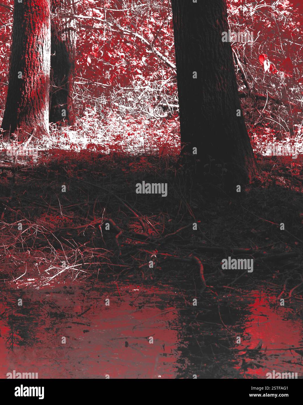 Dark creepy woodland, horror surreal forest, fantastic nature, magical ...