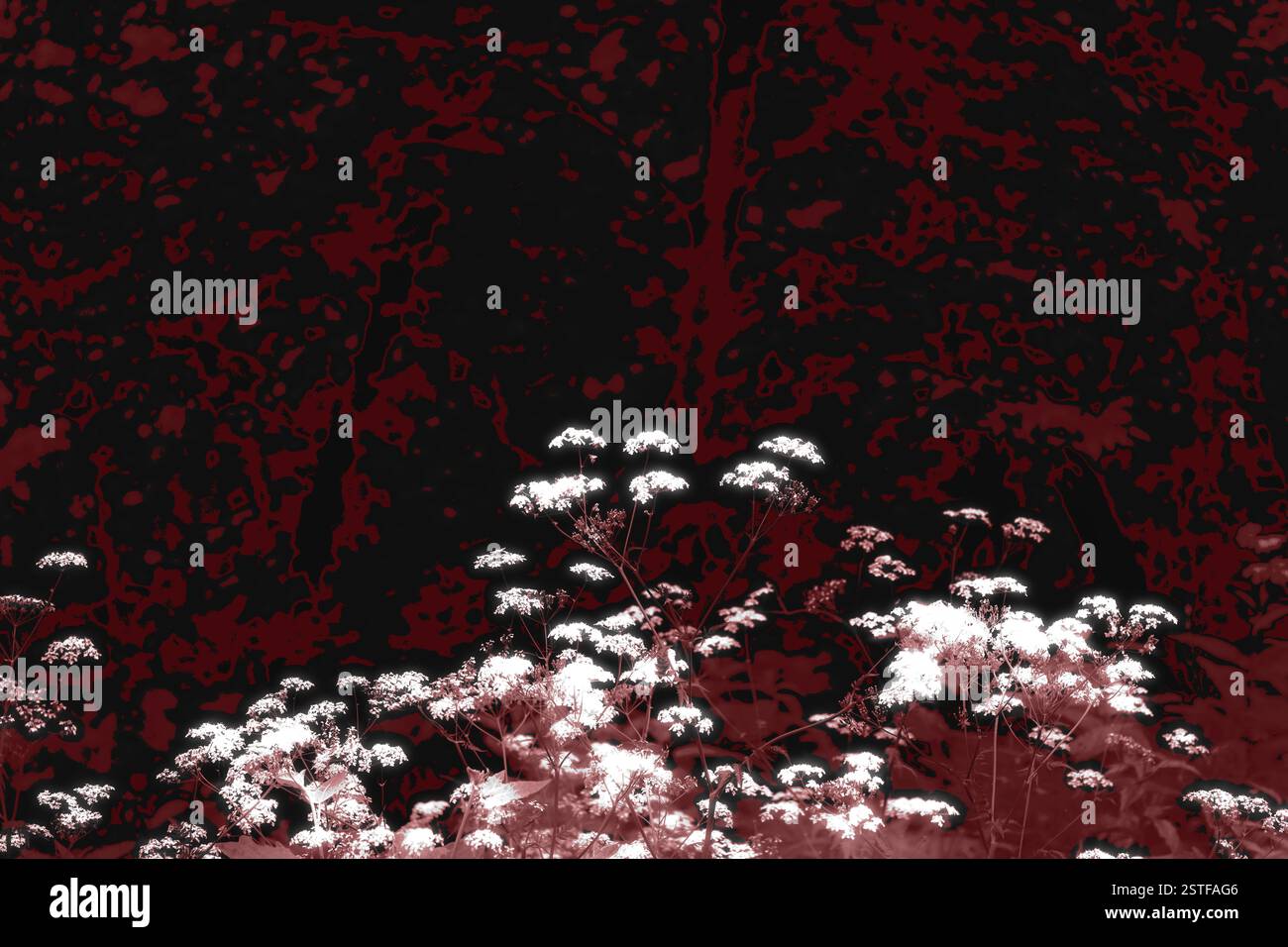 Dark creepy woodland, horror surreal forest, fantastic nature, magical ...