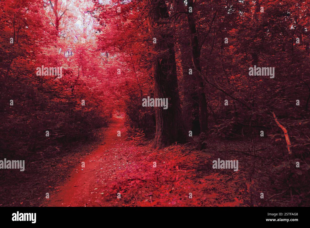 Dark creepy woodland, horror surreal forest, fantastic nature, magical ...