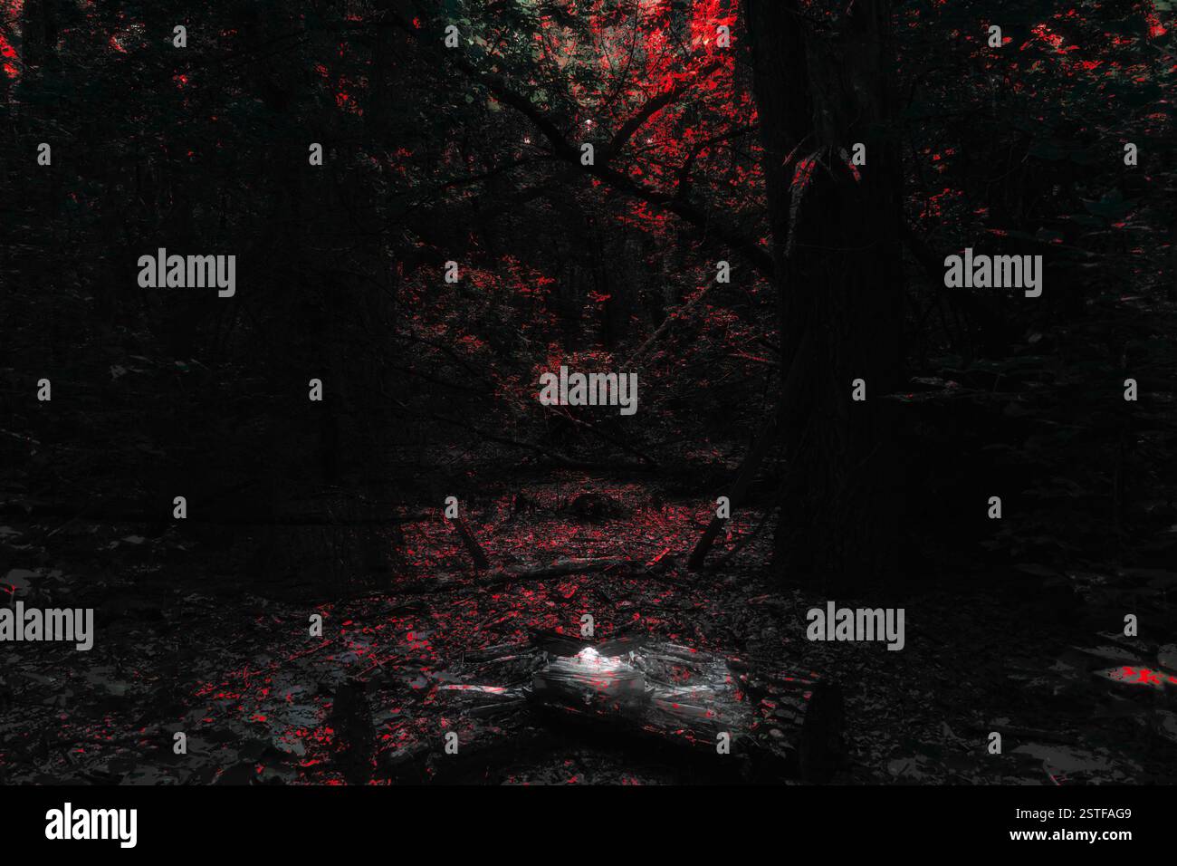 Dark creepy woodland, horror surreal forest, fantastic nature, magical ...