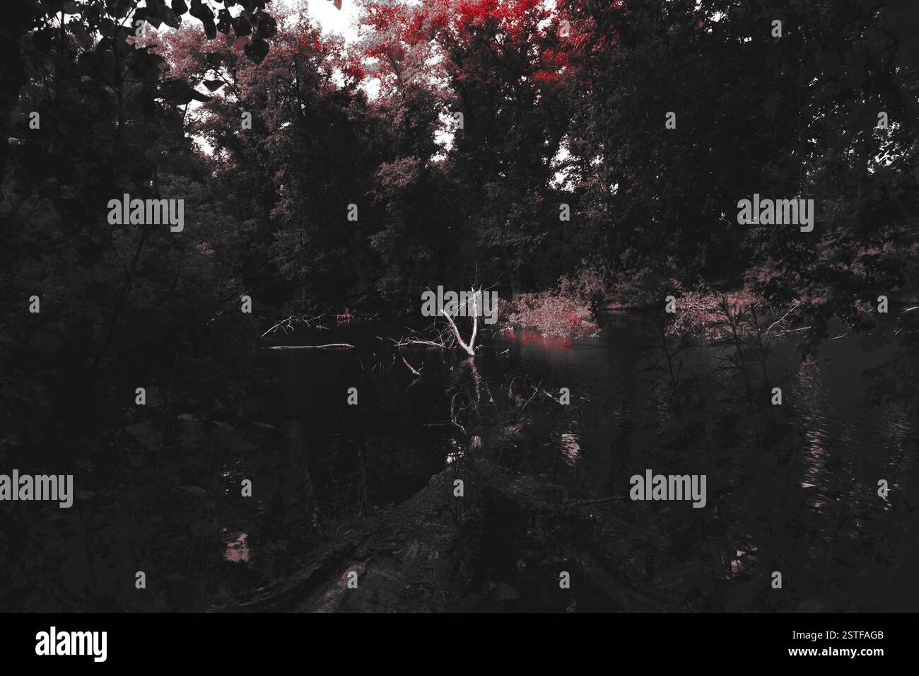 Dark creepy woodland, horror surreal forest, fantastic nature, magical ...