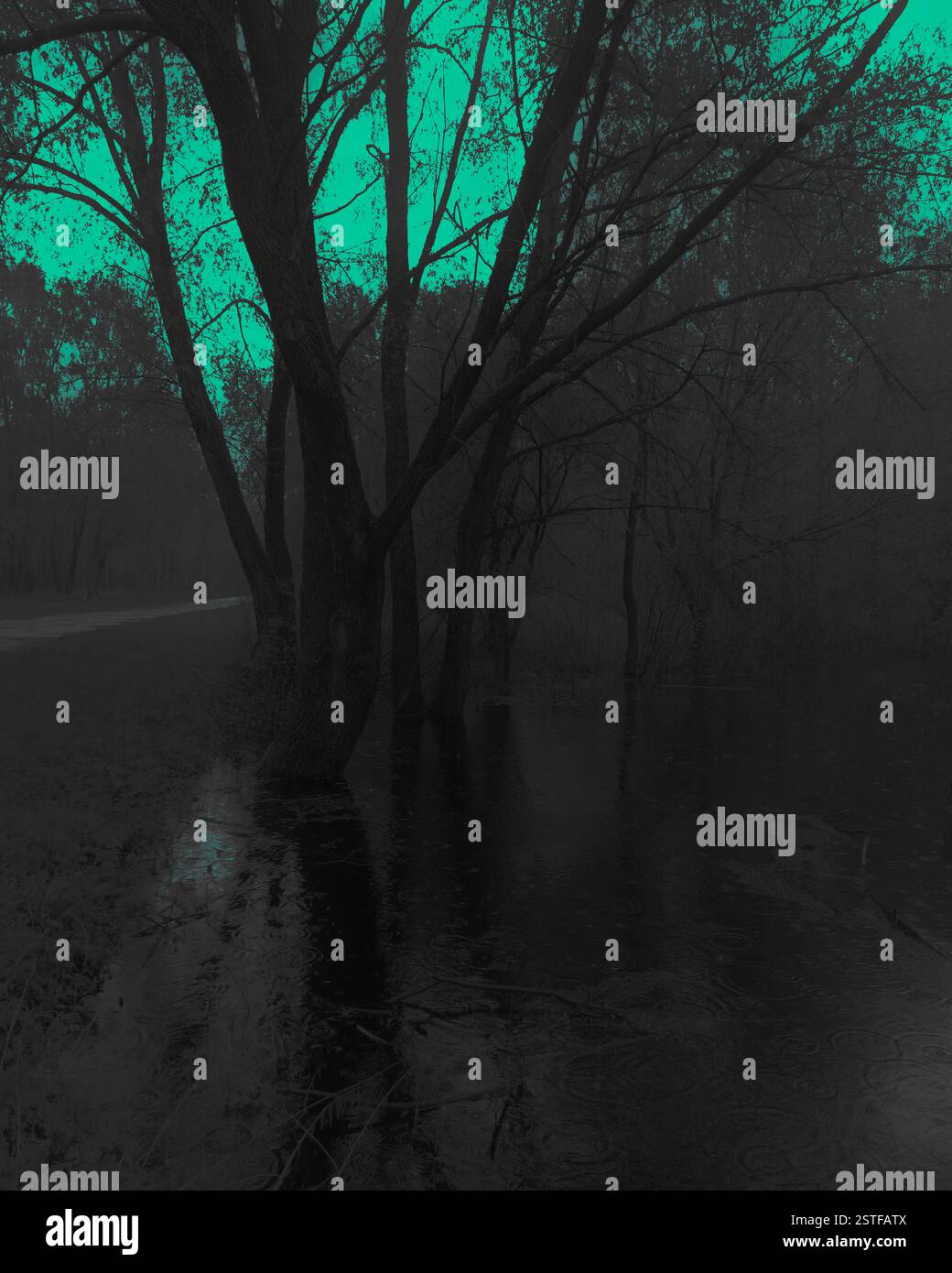 Dark creepy woodland, horror surreal forest, fantastic nature, magical ...