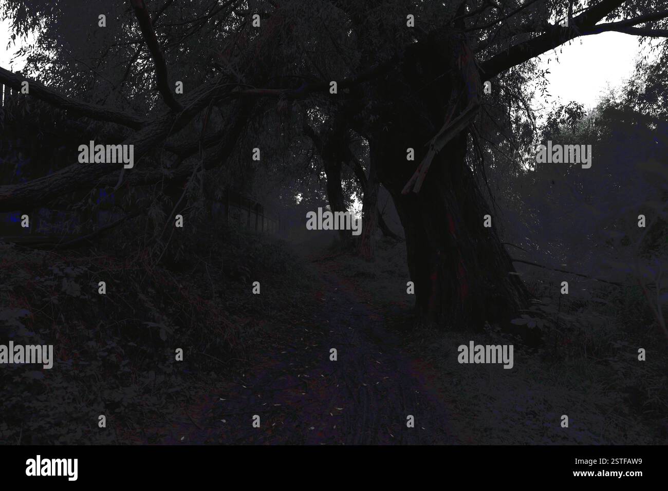 Dark creepy woodland, horror surreal forest, fantastic nature, magical ...