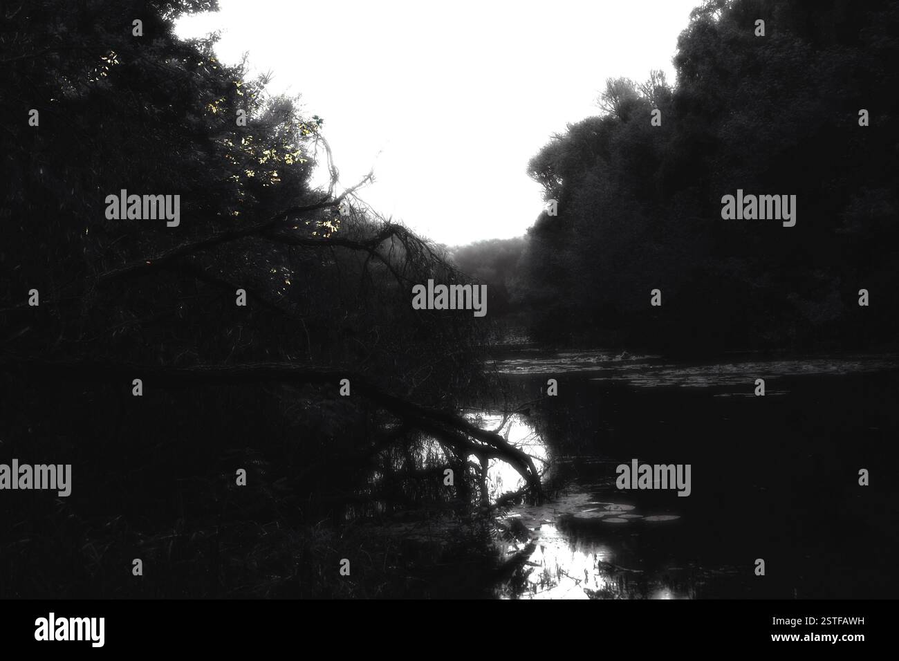 Dark creepy woodland, horror surreal forest, fantastic nature, magical ...