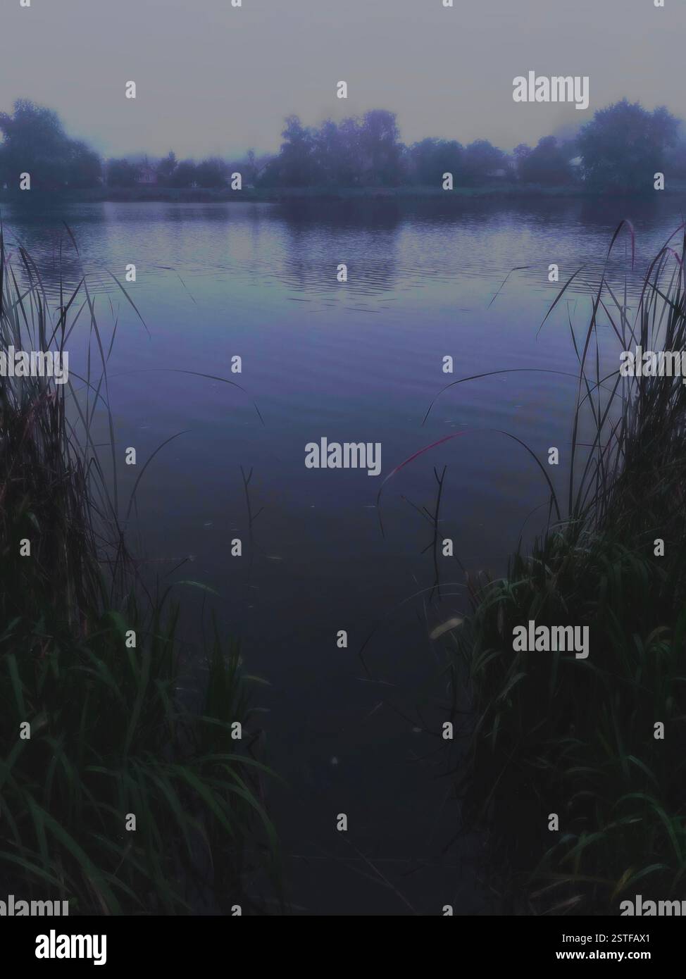 Dark creepy woodland, horror surreal forest, fantastic nature, magical ...